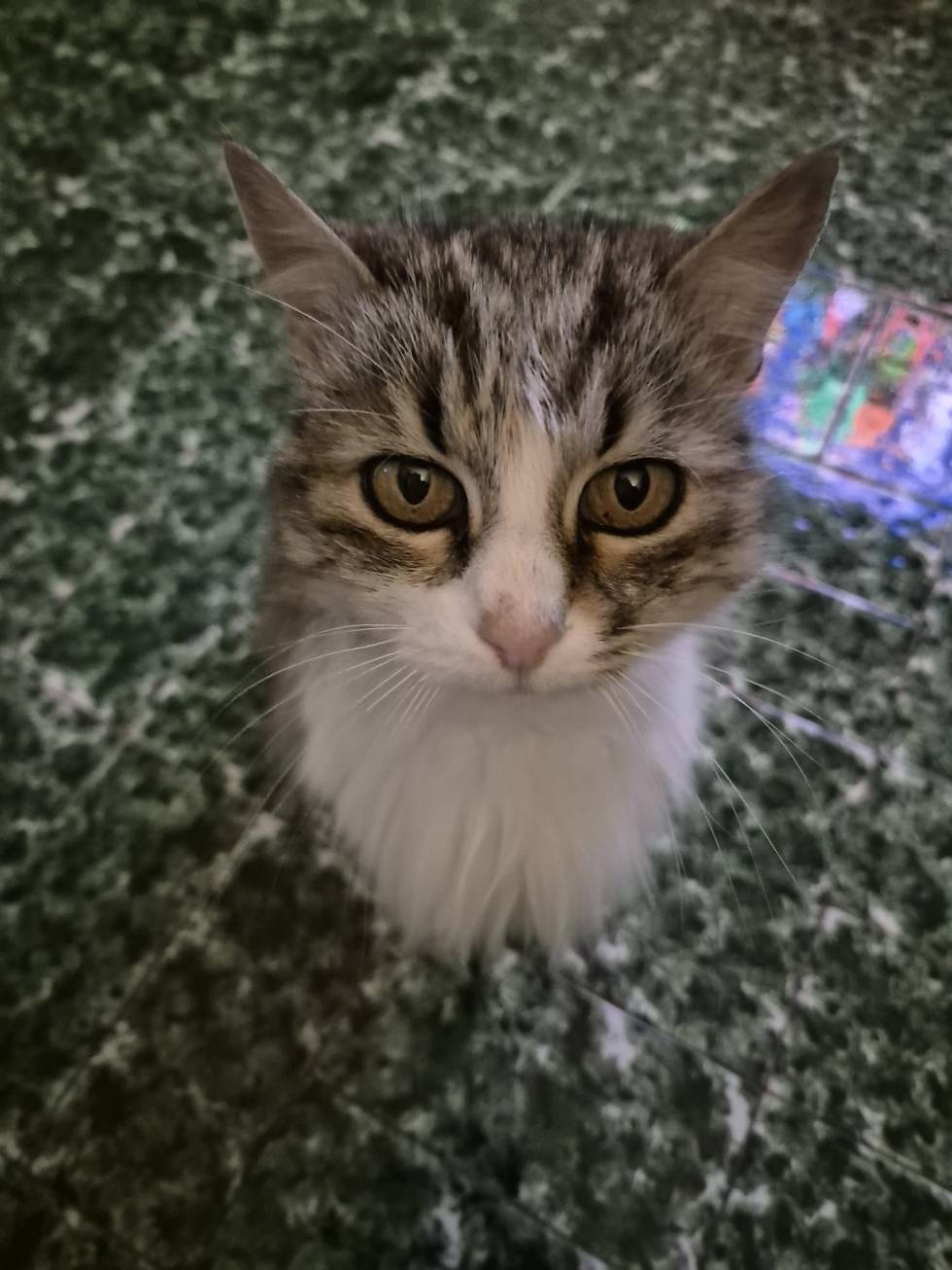 Notizie dal mondo (del rock) | timtirelli